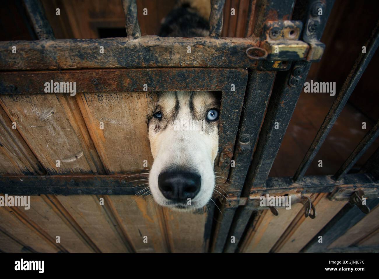 Dog look. Close up of the snout of a sad blue-eyed husky dog that looks ...