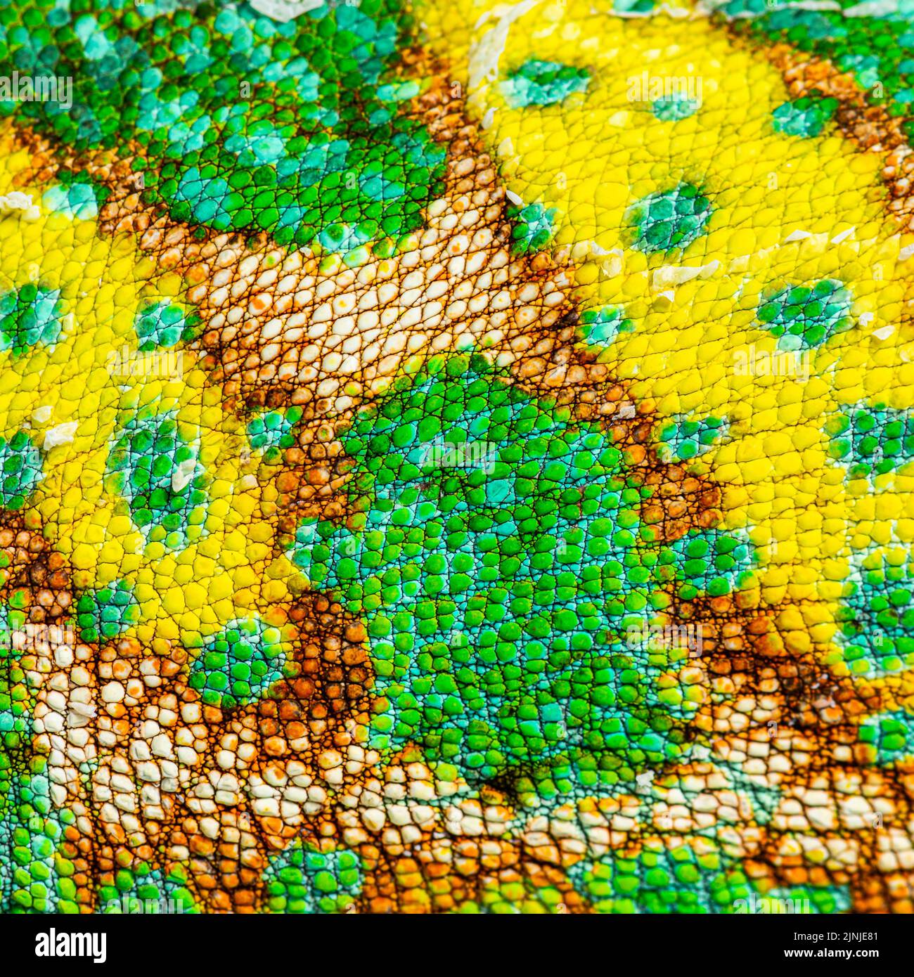 Macro, detail of a veiled chameleon skin and scales, Chamaeleo ...