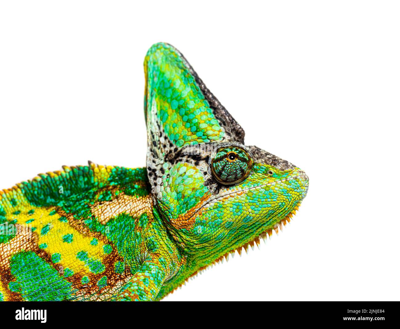 Head shot of a profile veiled chameleon head, Chamaeleo calyptratus ...