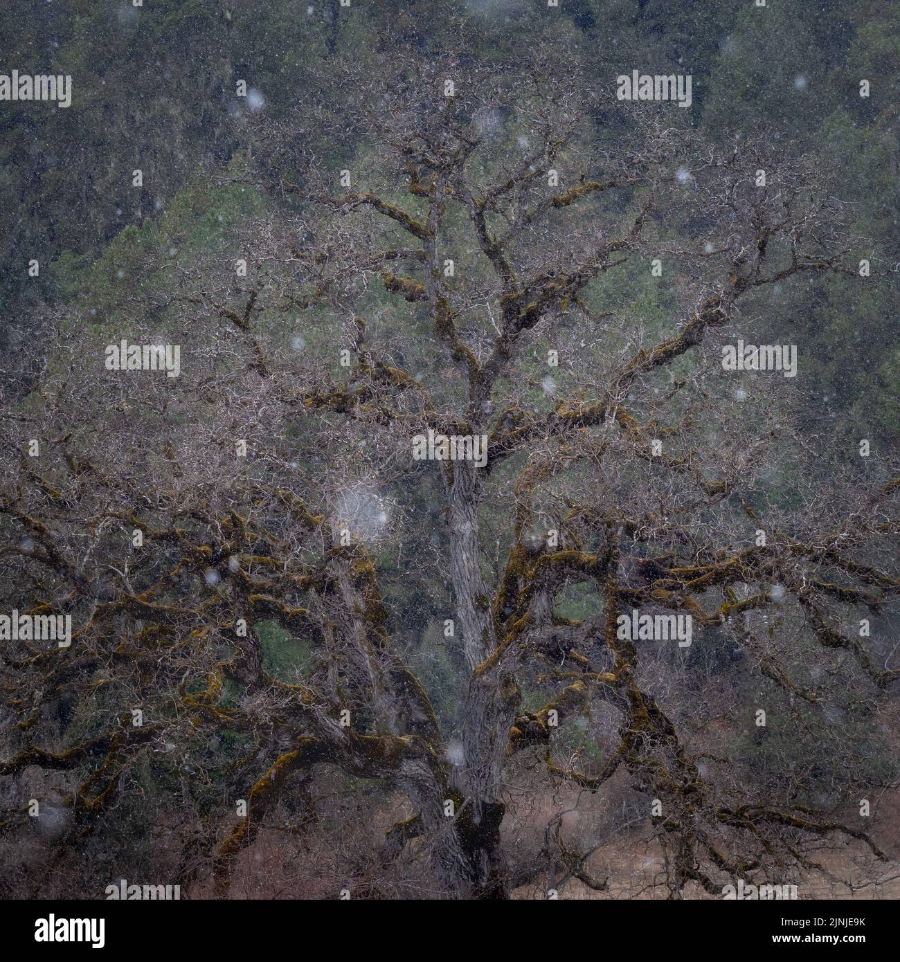 A low angle shot of a tree covered with moss in winter in China Stock ...