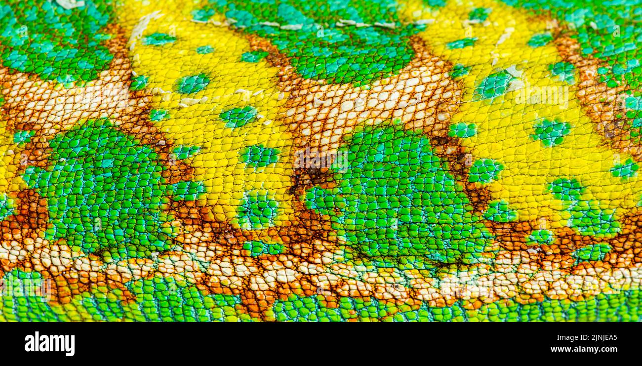 Macro, detail of a veiled chameleon skin and scales, Chamaeleo ...