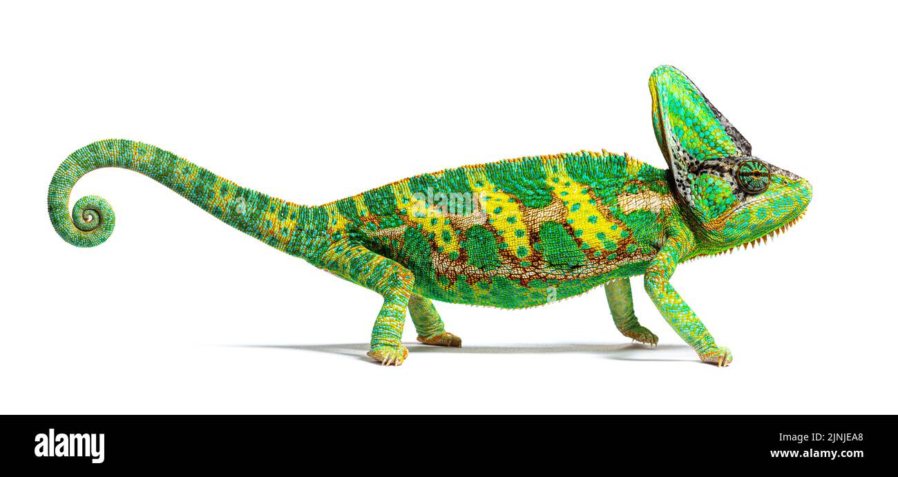 side view of a veiled chameleon, Chamaeleo calyptratus, isolated on ...