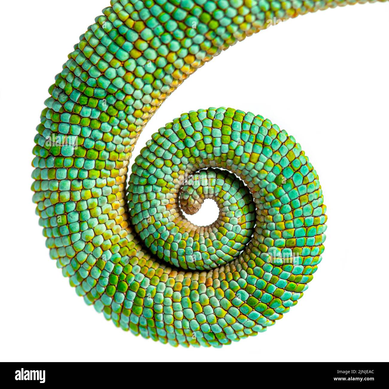 Tail of an veiled chameleon rolled up on itself, Chamaeleo calyptratus ...