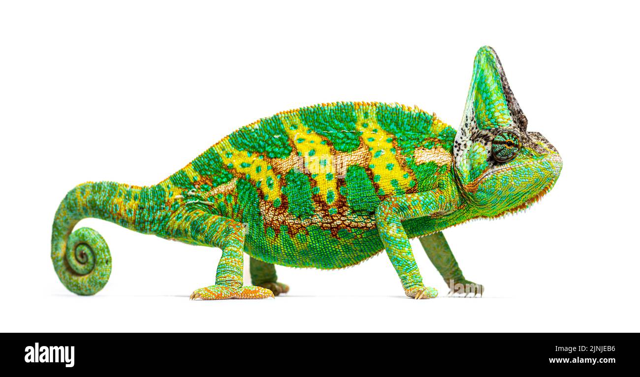 side view of a veiled chameleon, Chamaeleo calyptratus, isolated on ...