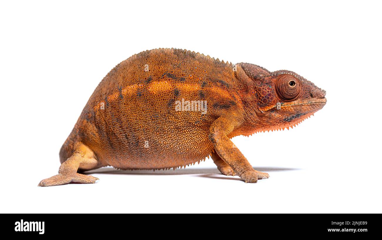 Side view of a chameleon Cut Out Stock Images & Pictures - Alamy