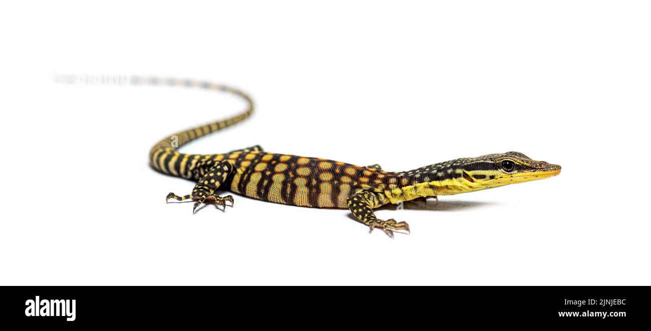 Kimberley rock monitor, Varanus glauerti, isoltaed on white Stock Photo ...