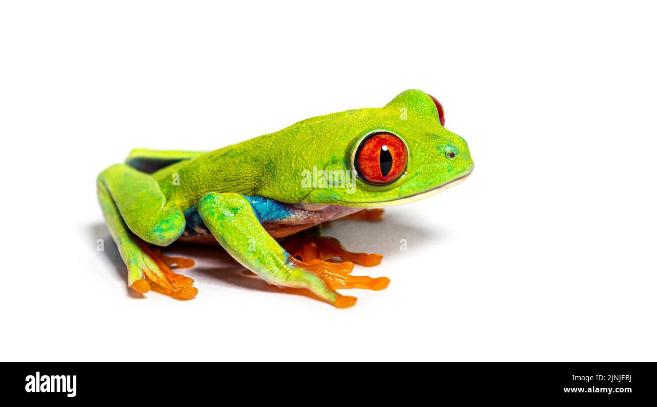 Side view of a Red-eyed tree frog, Agalychnis callidryas, isolated on ...