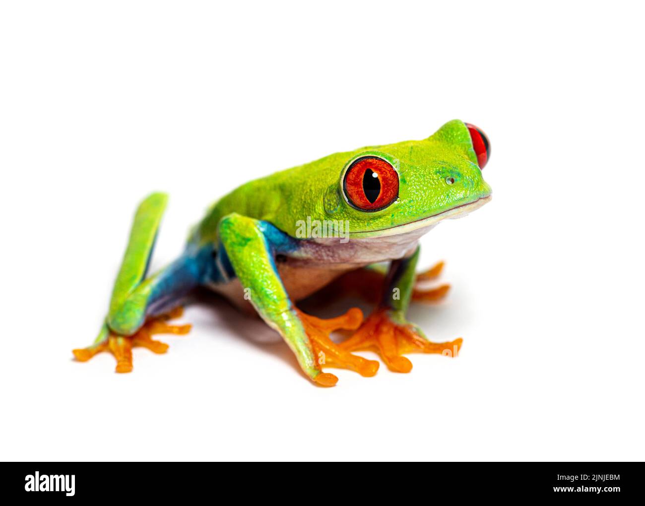 Red-eyed tree frog looking at the camera, Agalychnis callidryas ...