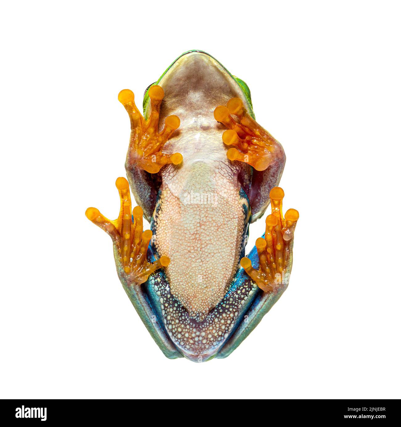 Bottom view of a Red-eyed tree frog, Agalychnis callidryas, isolated on ...
