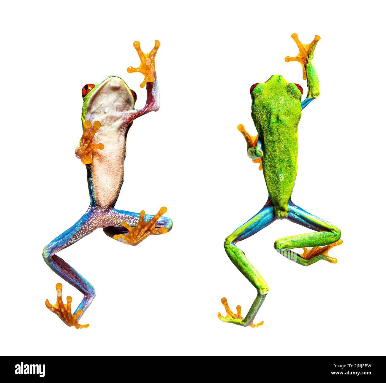 bottom and high view of a Red-eyed tree frog walking, Agalychnis ...