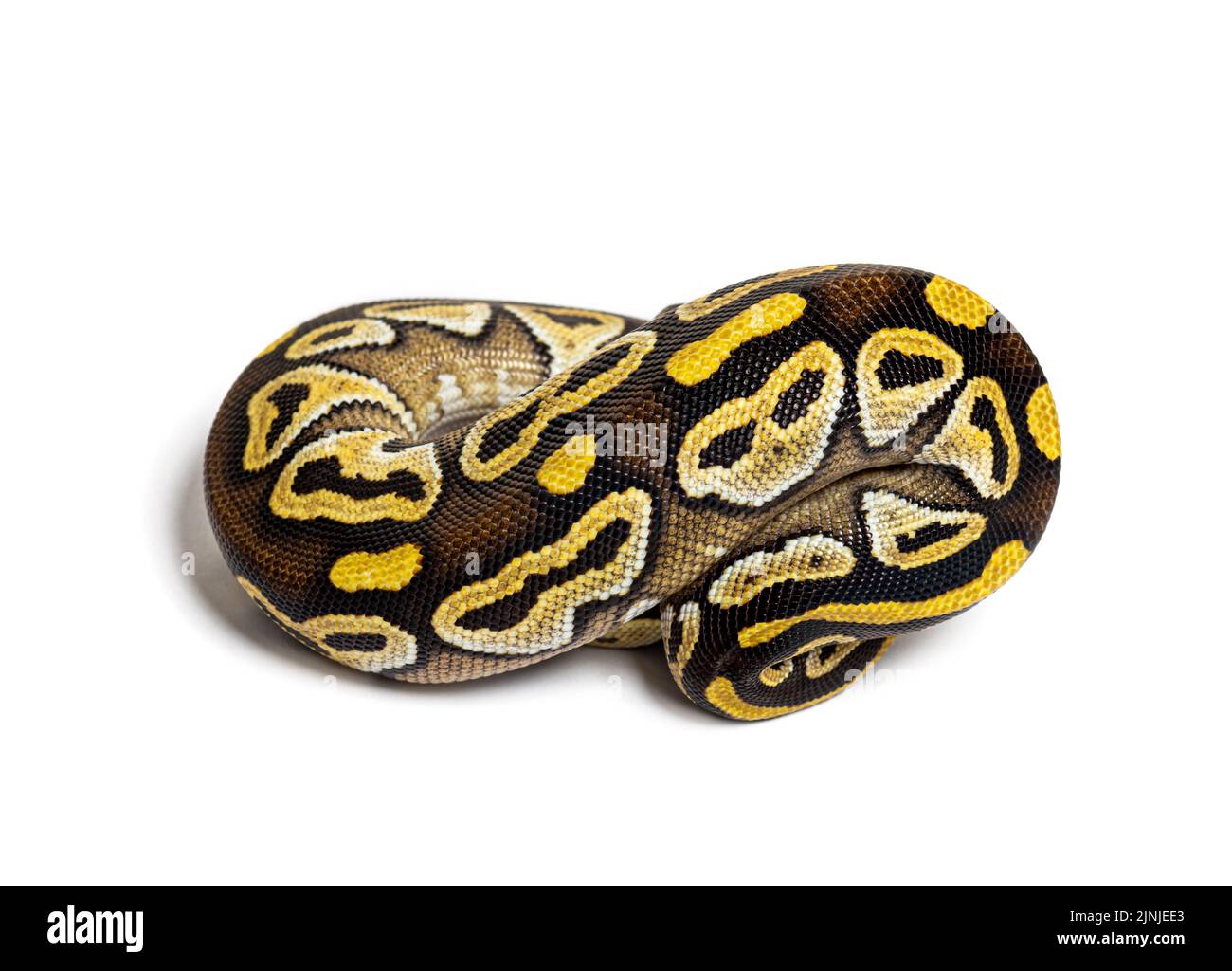 Pastel AVC ball python, Python Regius, isolated on white Stock Photo - Alamy