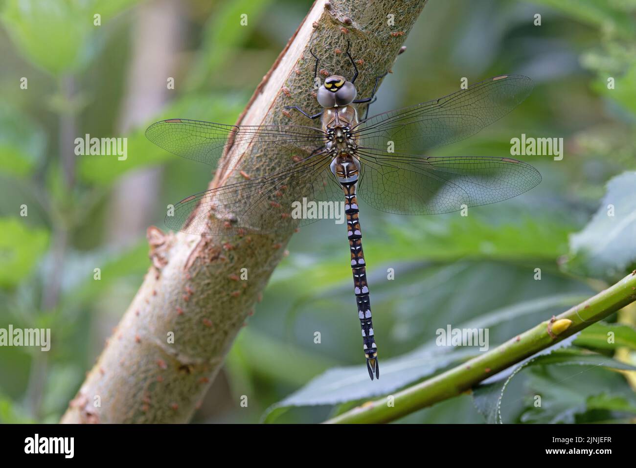 Migrant Hawker (Aeshna mixta) immature male Norfolk GB UK August 2022 ...