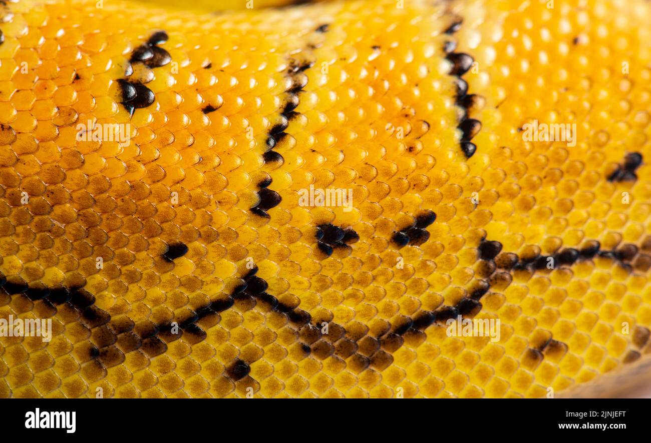 Ball python regius close hi-res stock photography and images - Alamy