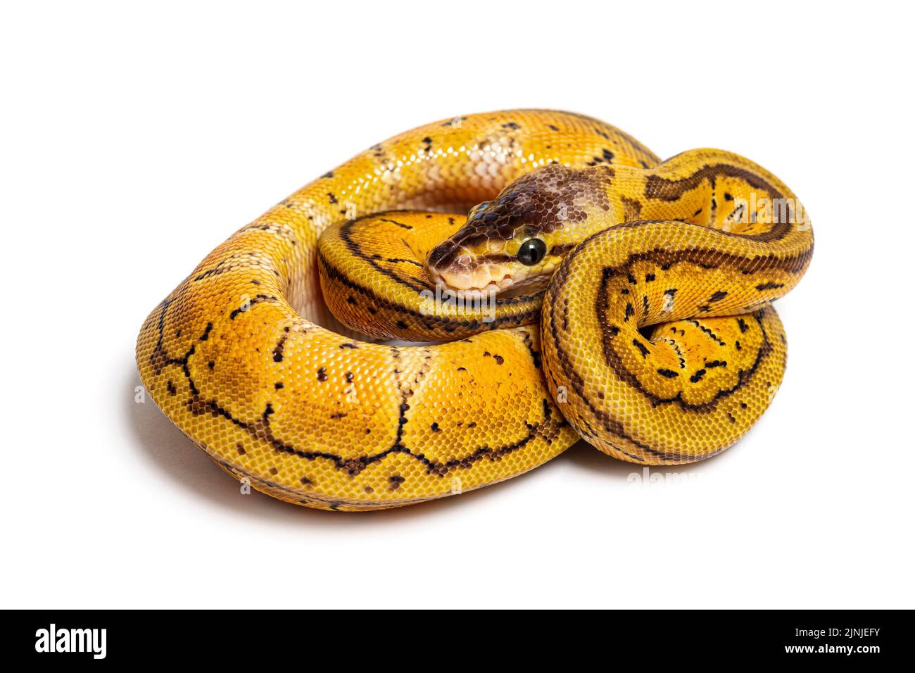 Lemon blast ball python, python régius, isolated on white Stock Photo ...