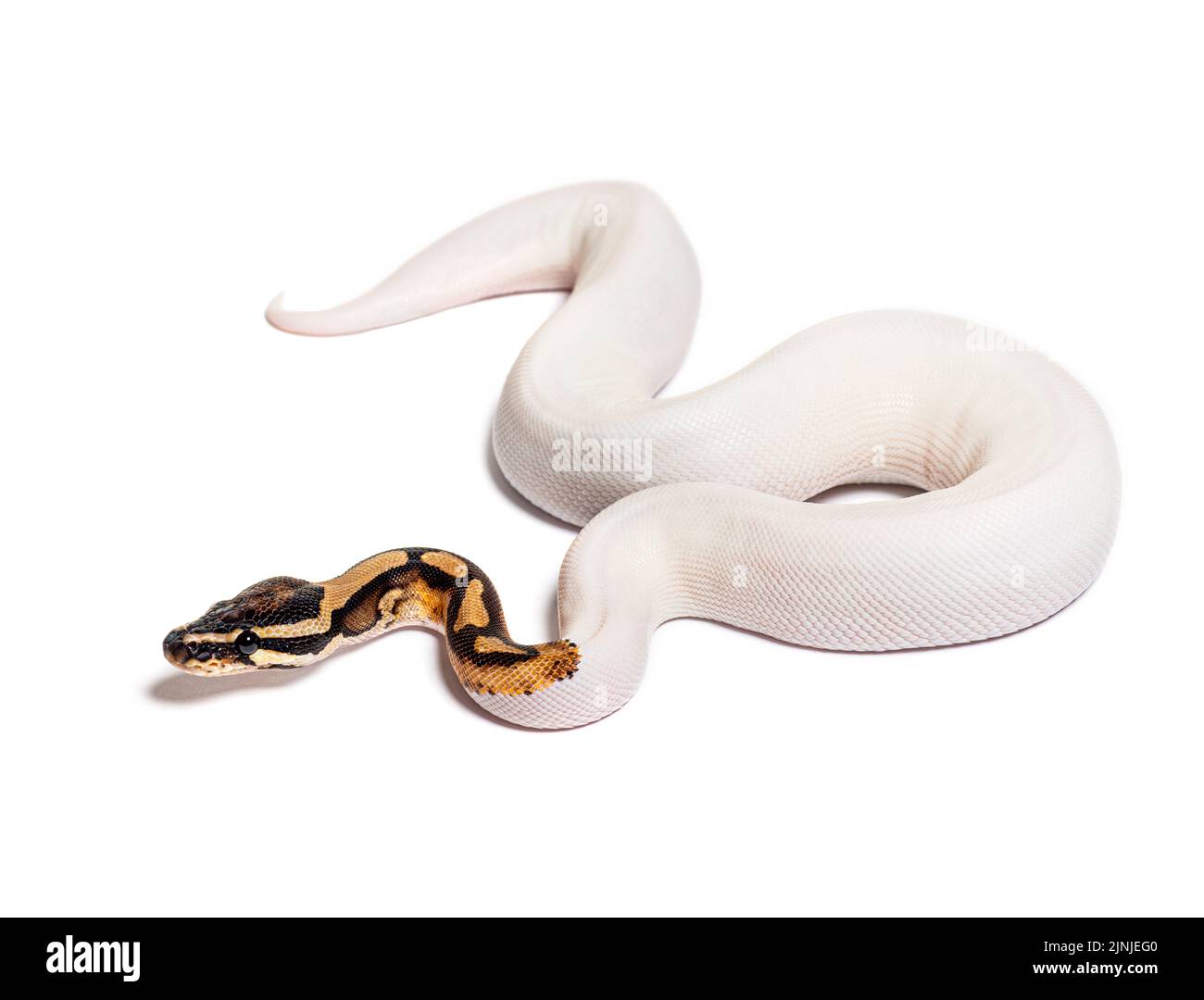 Piebald high white ball python, python regius, isolated on white Stock ...