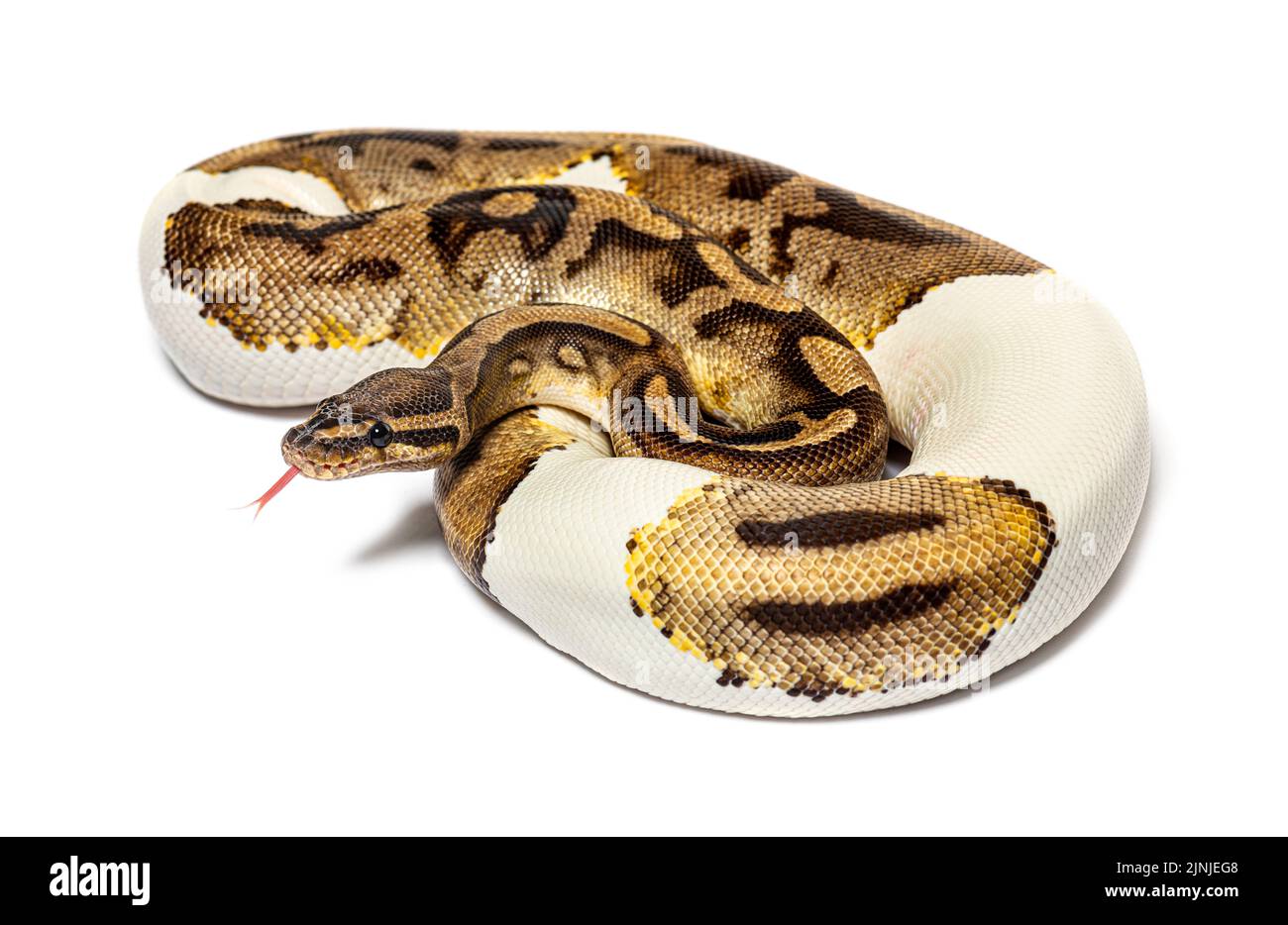 Piebald python regius smelling with its tongue, isolated on white Stock ...