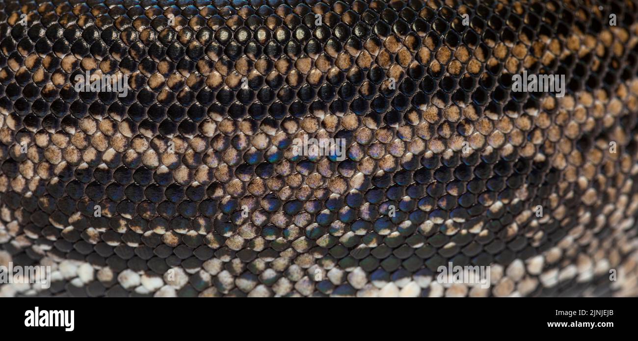 Scales detail of Boa constrictor leopard, isolated on white Stock Photo ...