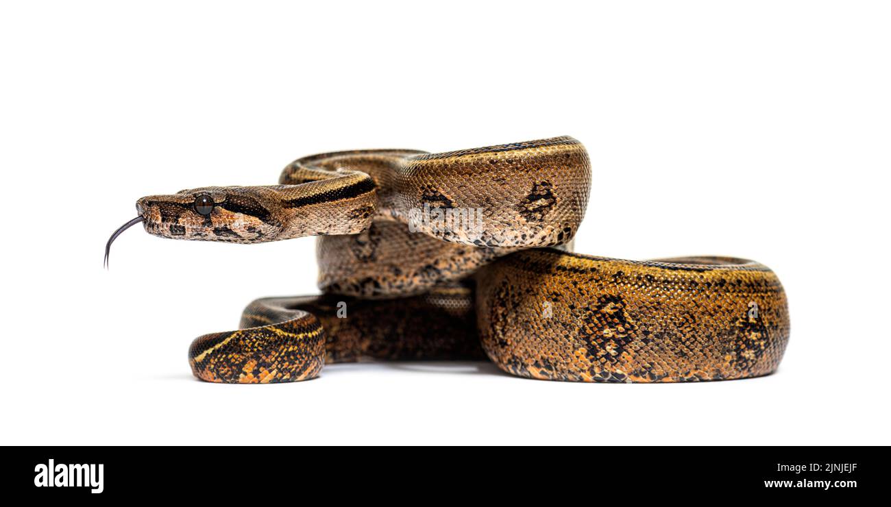 Black stripe boa constrictor sticking the tongue out, isolated on white ...