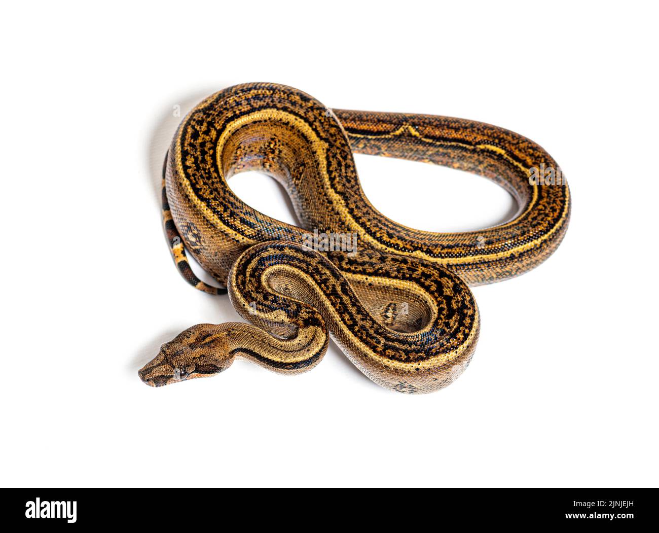 Black stripe boa constrictor, isolated on white Stock Photo - Alamy