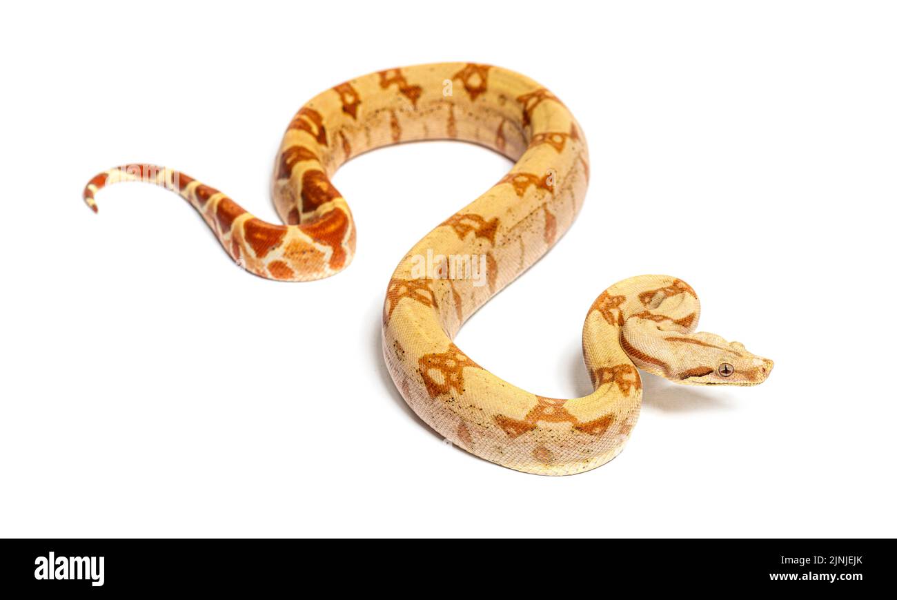 Red tailed boa constrictor Cut Out Stock Images & Pictures - Alamy