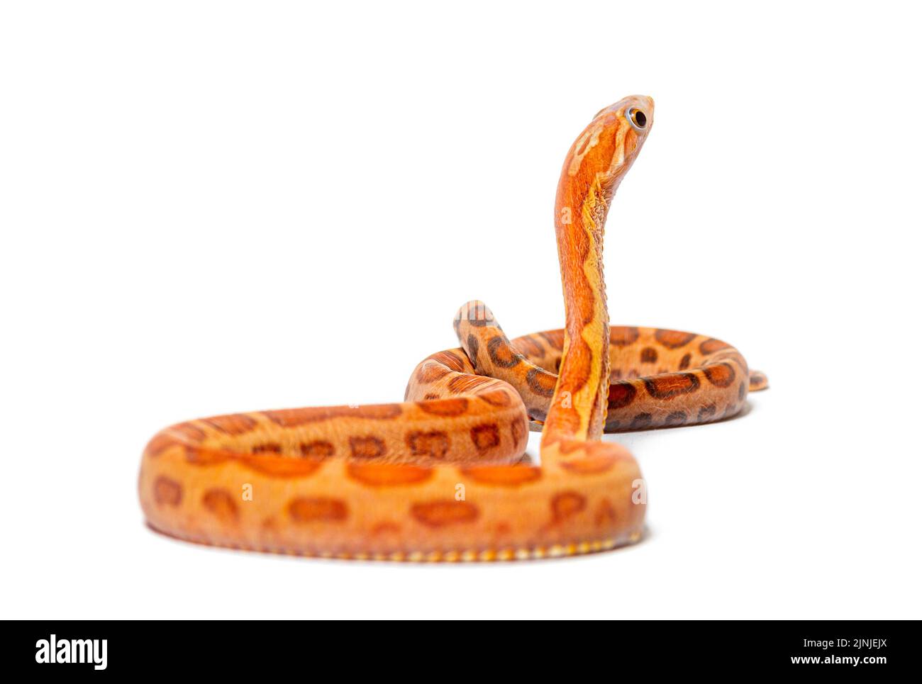 pantherophis guttatus scaleless, isolated on white Stock Photo - Alamy