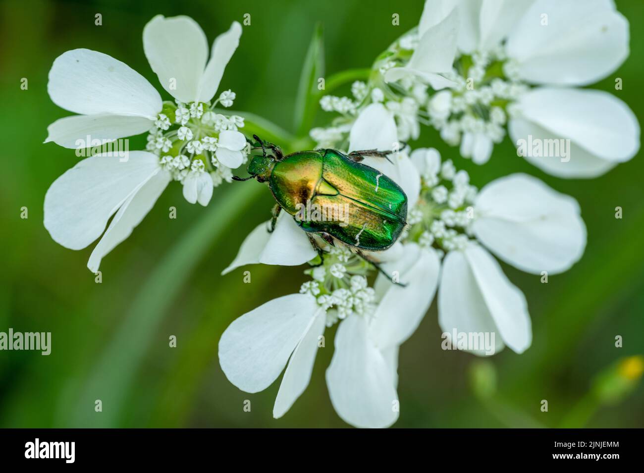 A closeup shot of a flower chafer beetle on white laceflower (Orlaya ...