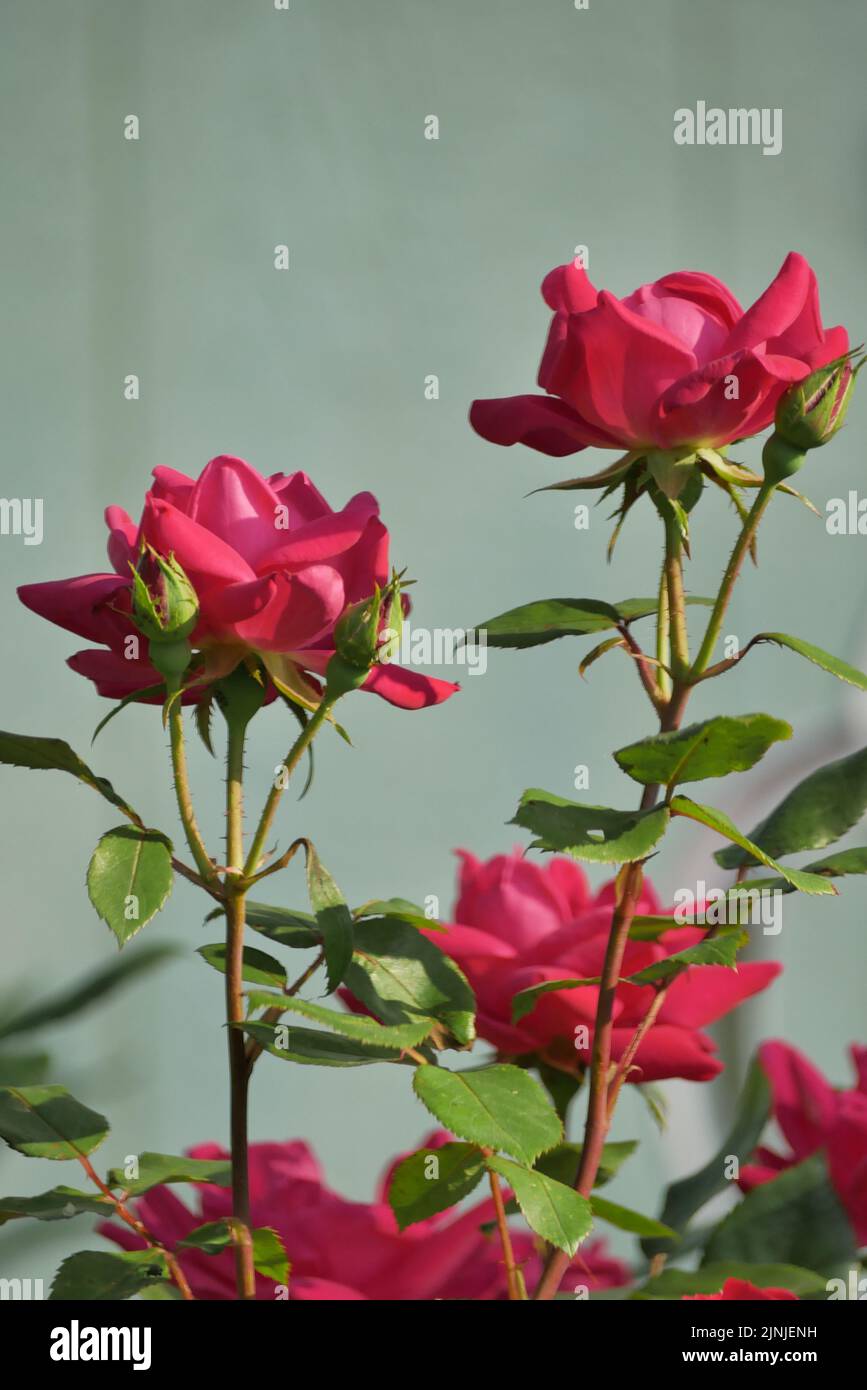 Fully double roses hi-res stock photography and images - Alamy