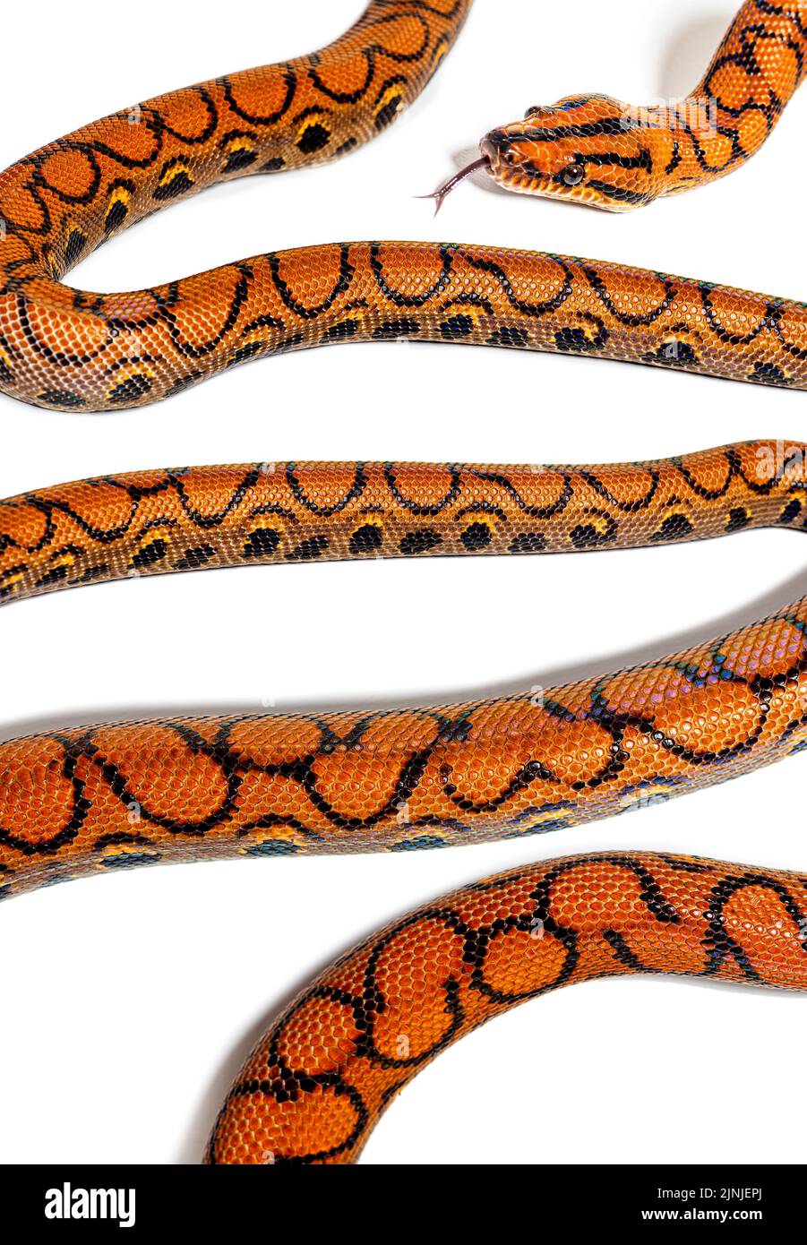 High view of Rainbow boa snake body and head tongue out, Epicrates ...