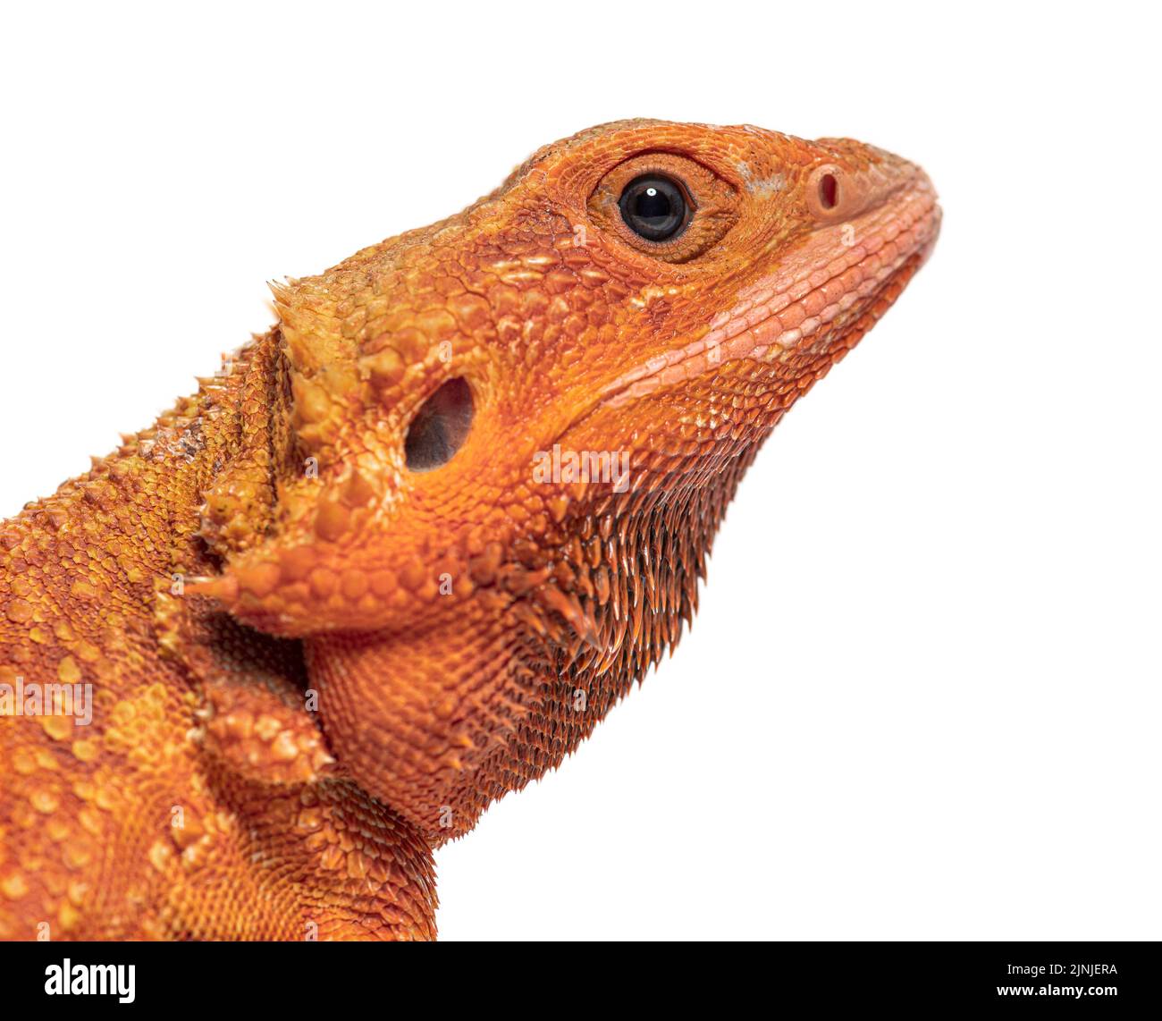 Head shot of a pogona super extrem red super transparent, isolated on ...