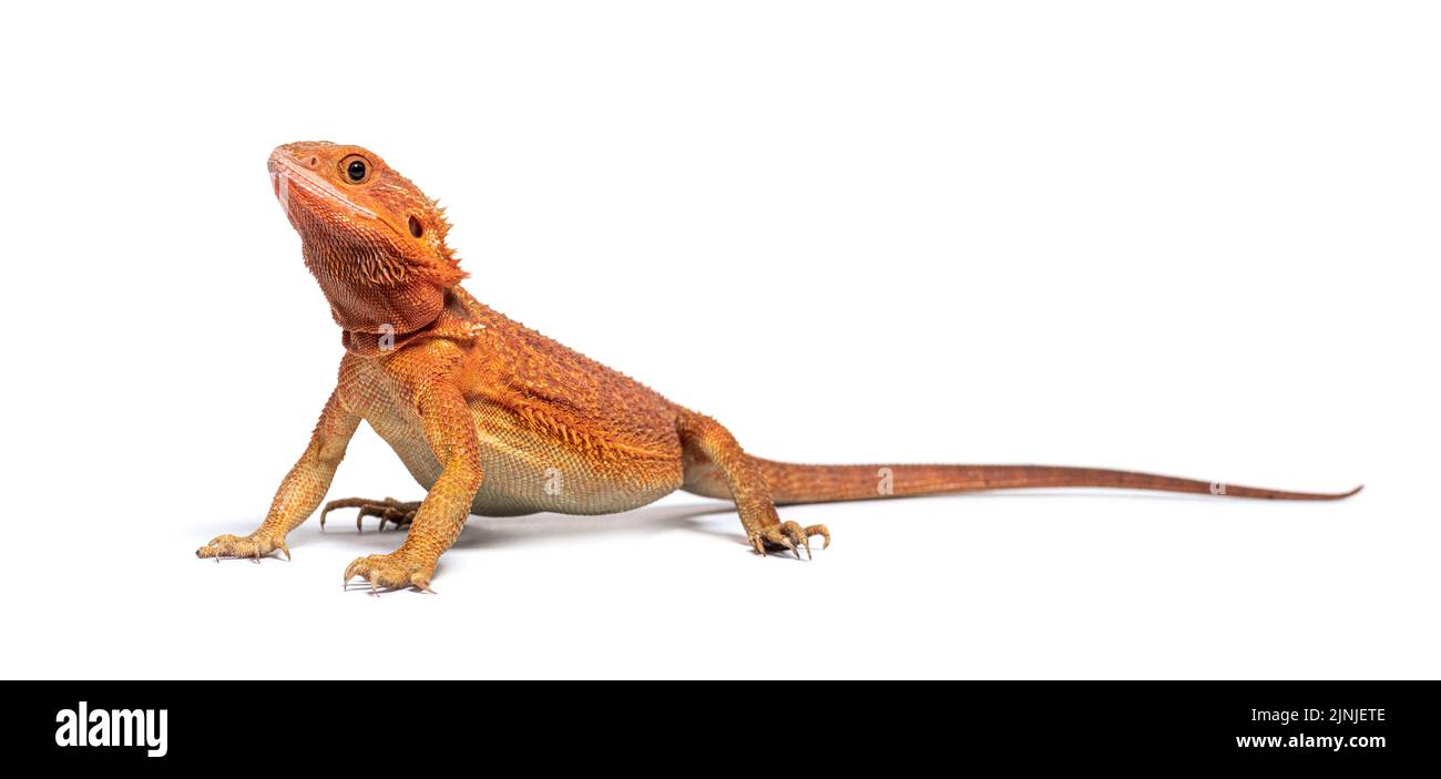 pogona super extrem red super transparent standing in front, isolated ...