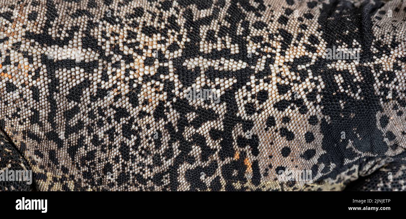 Scales details of a Sauromalus ater - common chuckwalla, macro ...