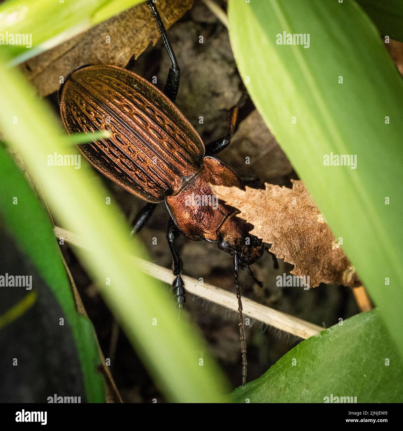 A closeup shot of the carabus ullrichii sitting alongside grasses and ...