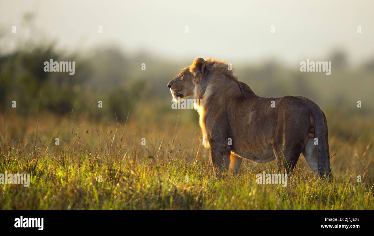 Lion roaring sunrise hi-res stock photography and images - Alamy