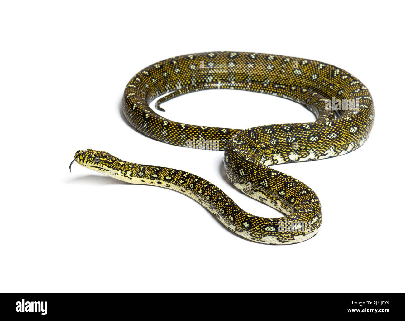 Diamond python sniffing tongue out, Morelia spilota spilota, isolated ...