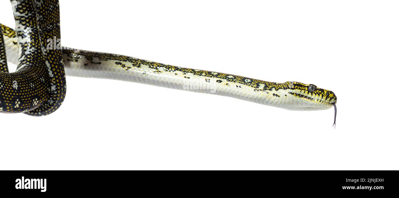 Diamond python,snake hanging in the air sniffing tongue out, Morelia ...