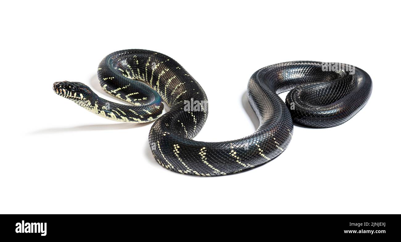 Boelen's python, Simalia boeleni, isolated on white Stock Photo - Alamy