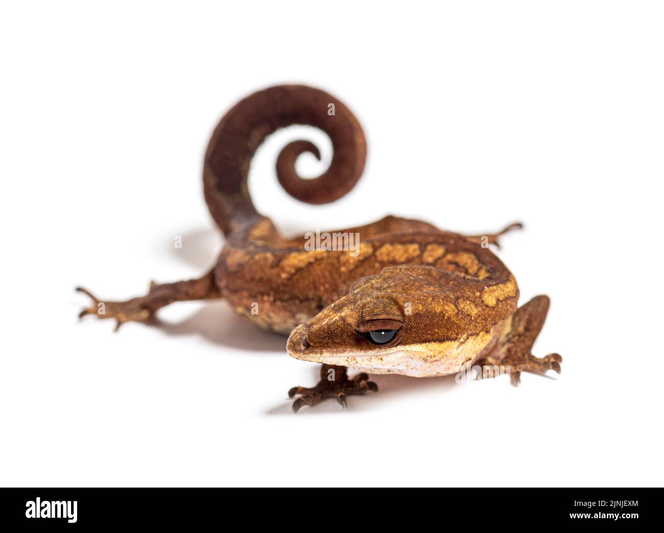 Cat gecko - Aeluroscalabotes felinus, isolated on white Stock Photo - Alamy