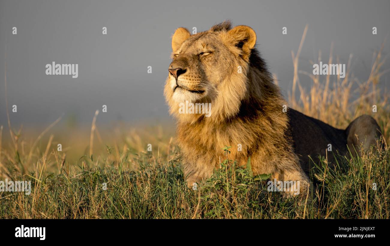 Male Lion Basking in the the Dawn Light Stock Photo - Alamy