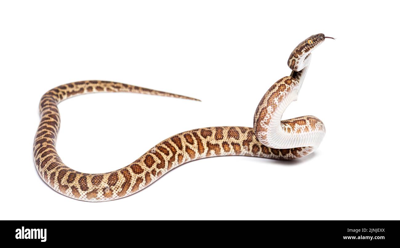 Children's python, Antaresia childreni, sniffing attacking tongue out ...