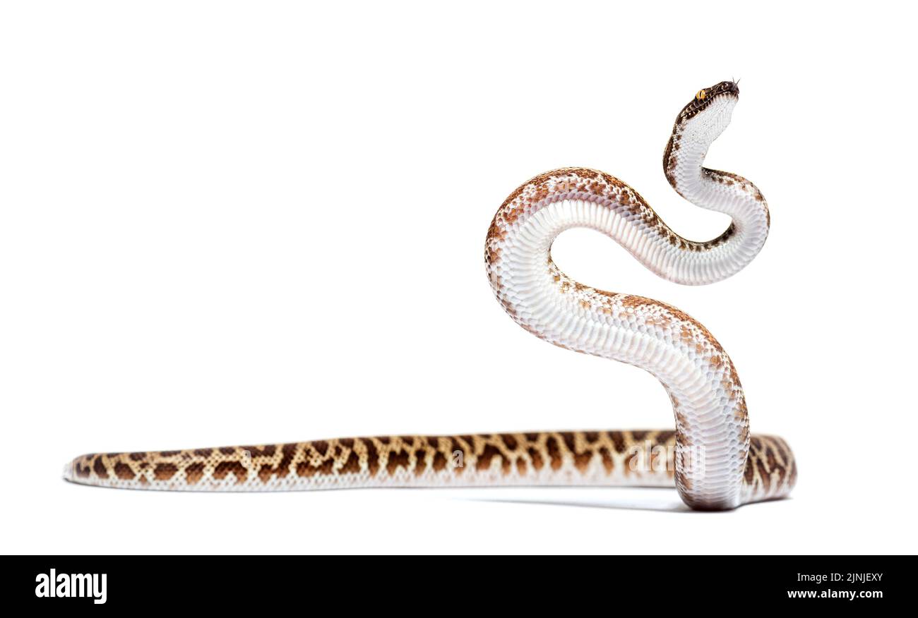 Children's python, Antaresia childreni, isolated on white Stock Photo ...