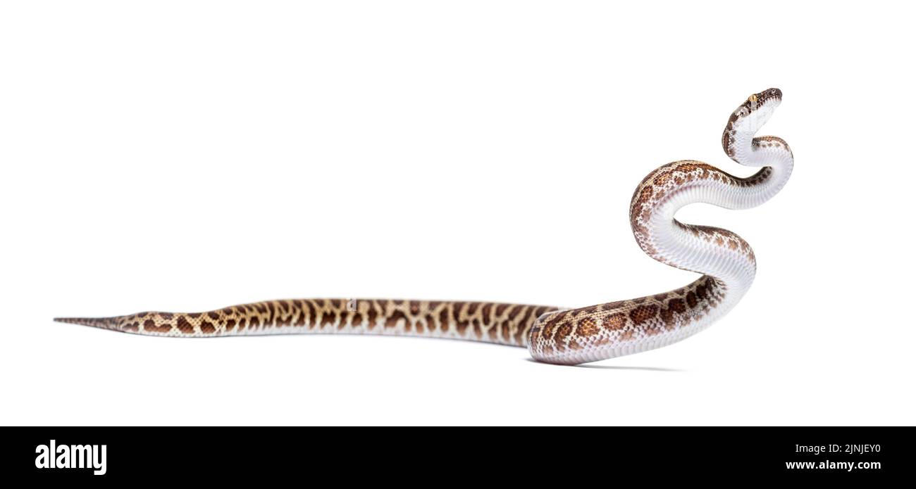 Childrens python hi-res stock photography and images - Alamy