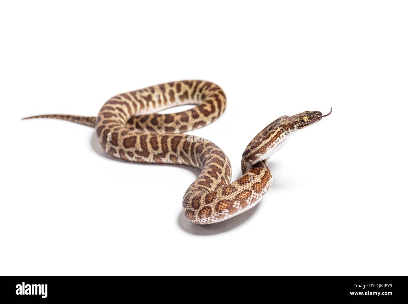 Children's python, Antaresia childreni, sniffing tongue out, isolated ...