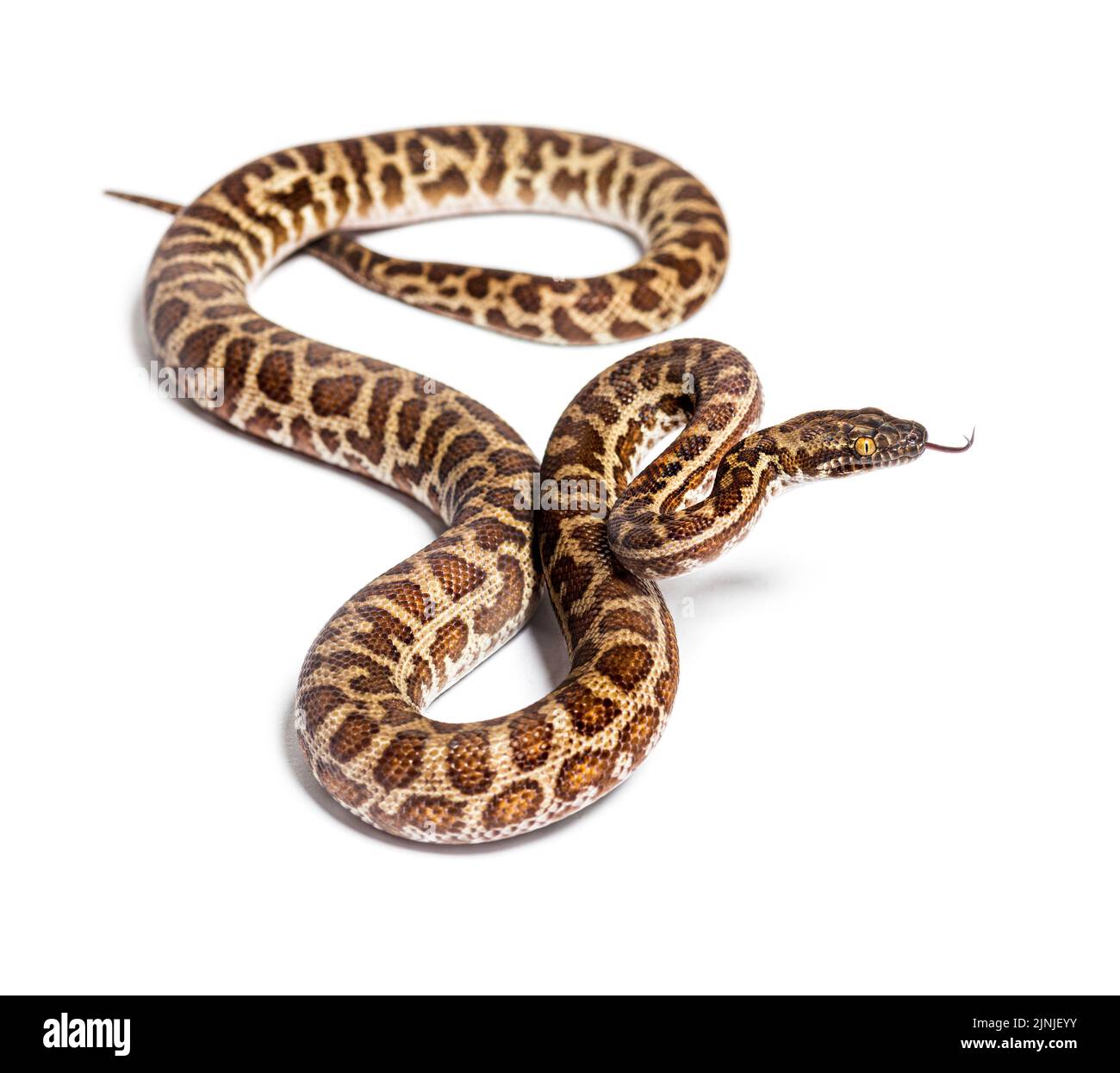 Children's python, Antaresia childreni, sniffing tongue out, isolated ...