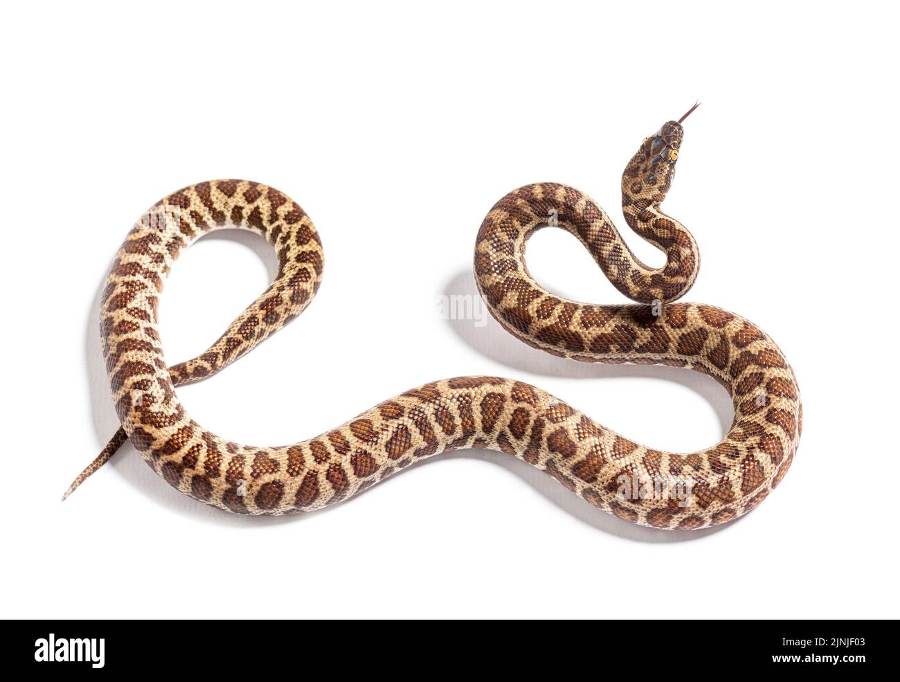 Children's python, Antaresia childreni, sniffing tongue out, isolated ...