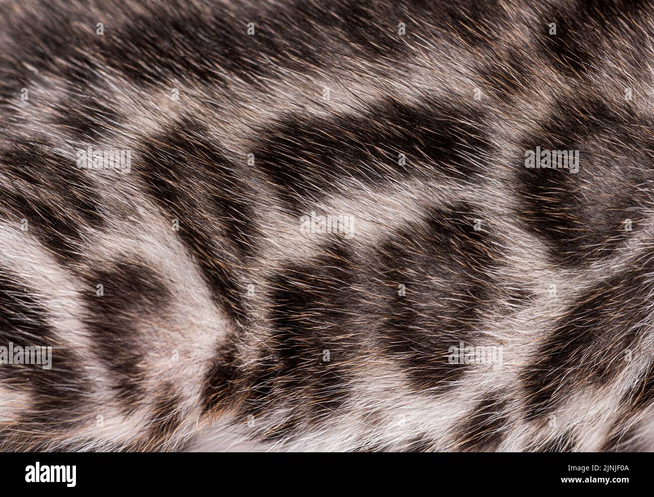 Close up cat fur texture grey hi-res stock photography and images - Alamy