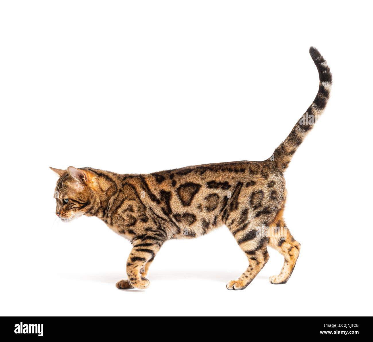 Running Cat Transparent Background