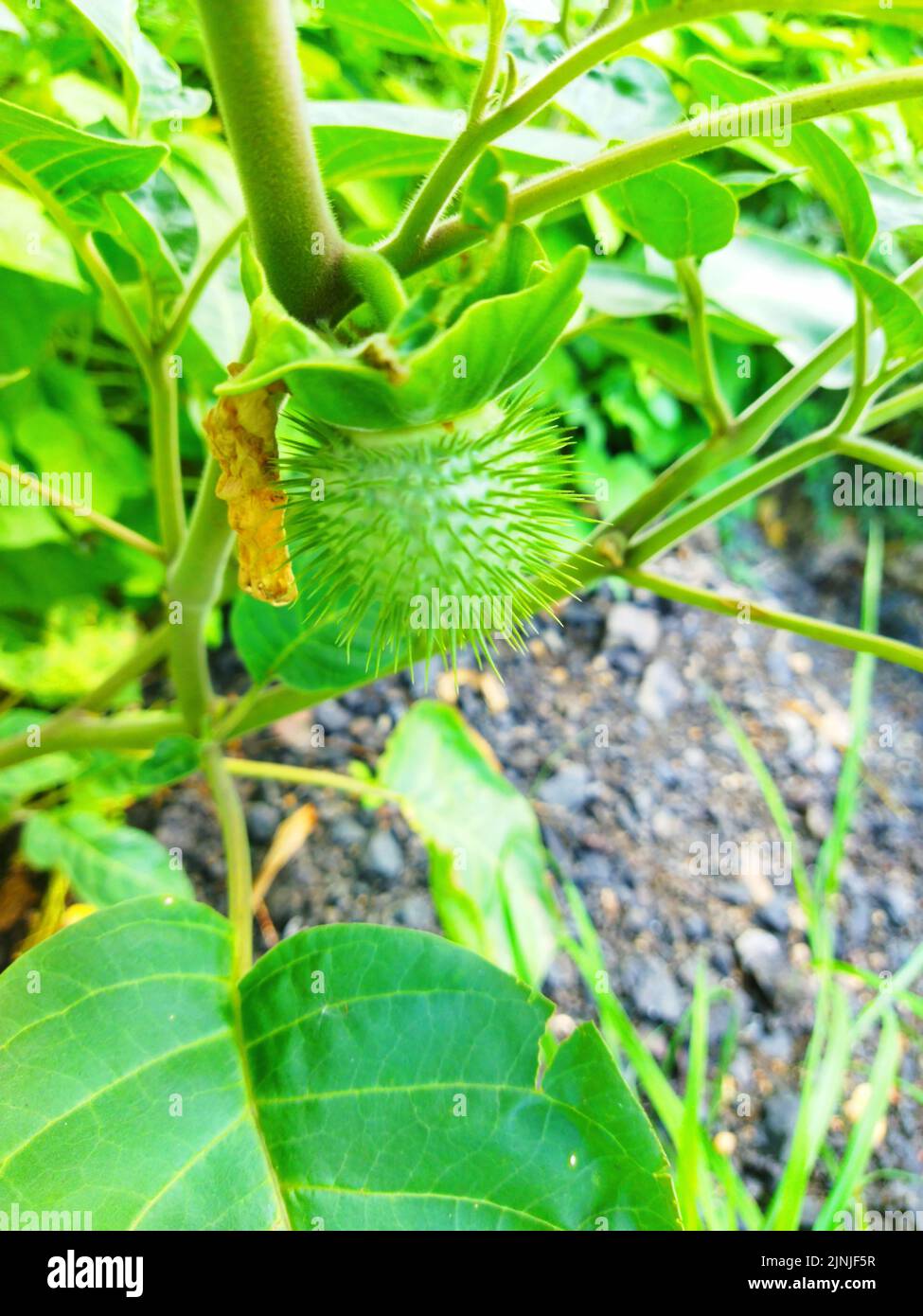 A Datura metel (Brugmansia, Thorn apple) A unique green fruit which ...
