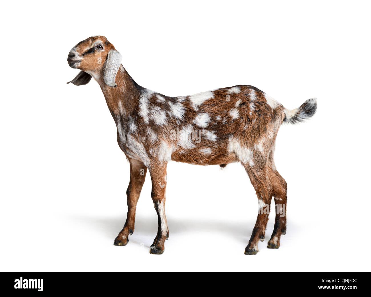 Side view of a Anglo-Nubian goat or Nubian, isolated on white Stock ...