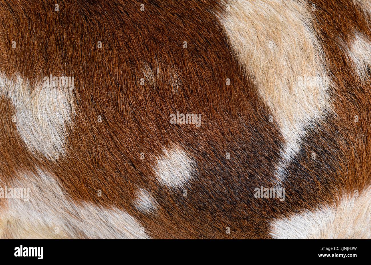 Detail, macro, of a Anglo-Nubian goat fur Stock Photo - Alamy
