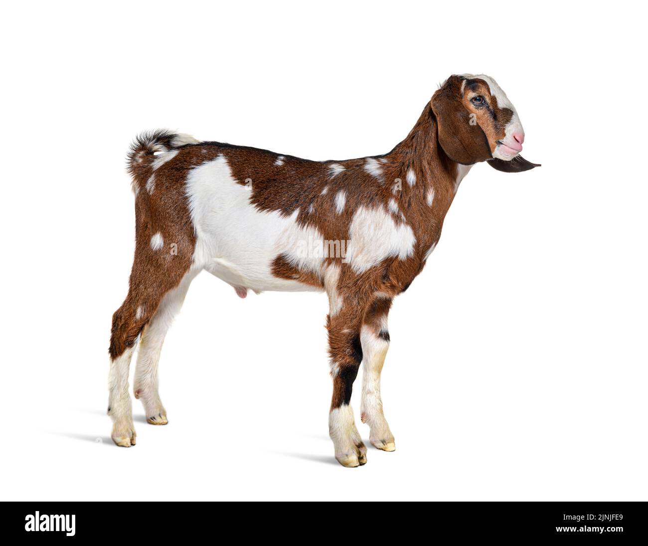 Side view of a Anglo-Nubian goat or Nubian, isolated on white Stock ...